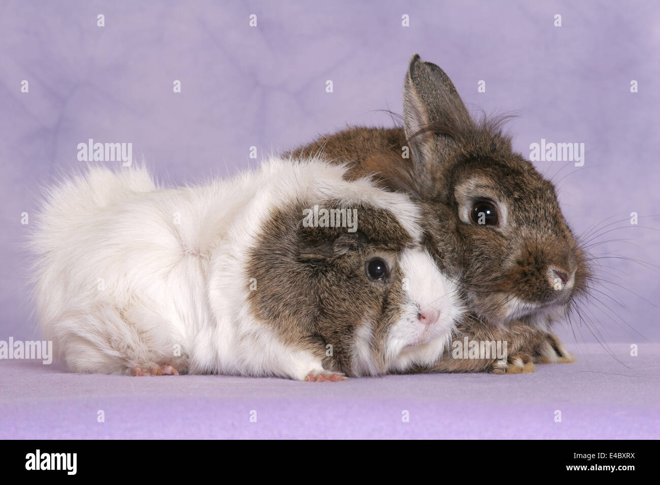 Two dwarf rabbits guinea pig hi-res stock photography and images - Alamy