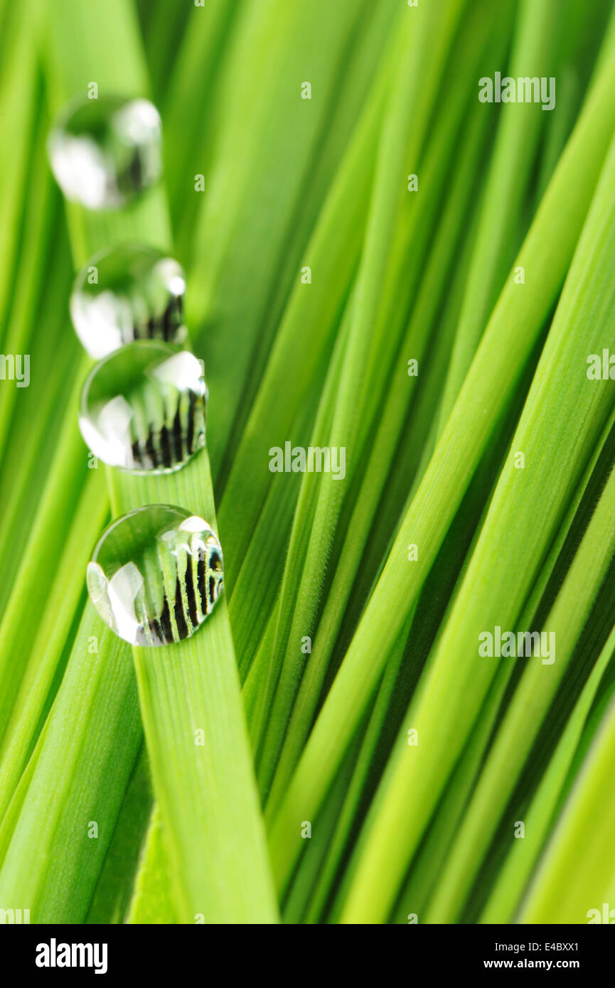 Drops on a grass Stock Photo - Alamy