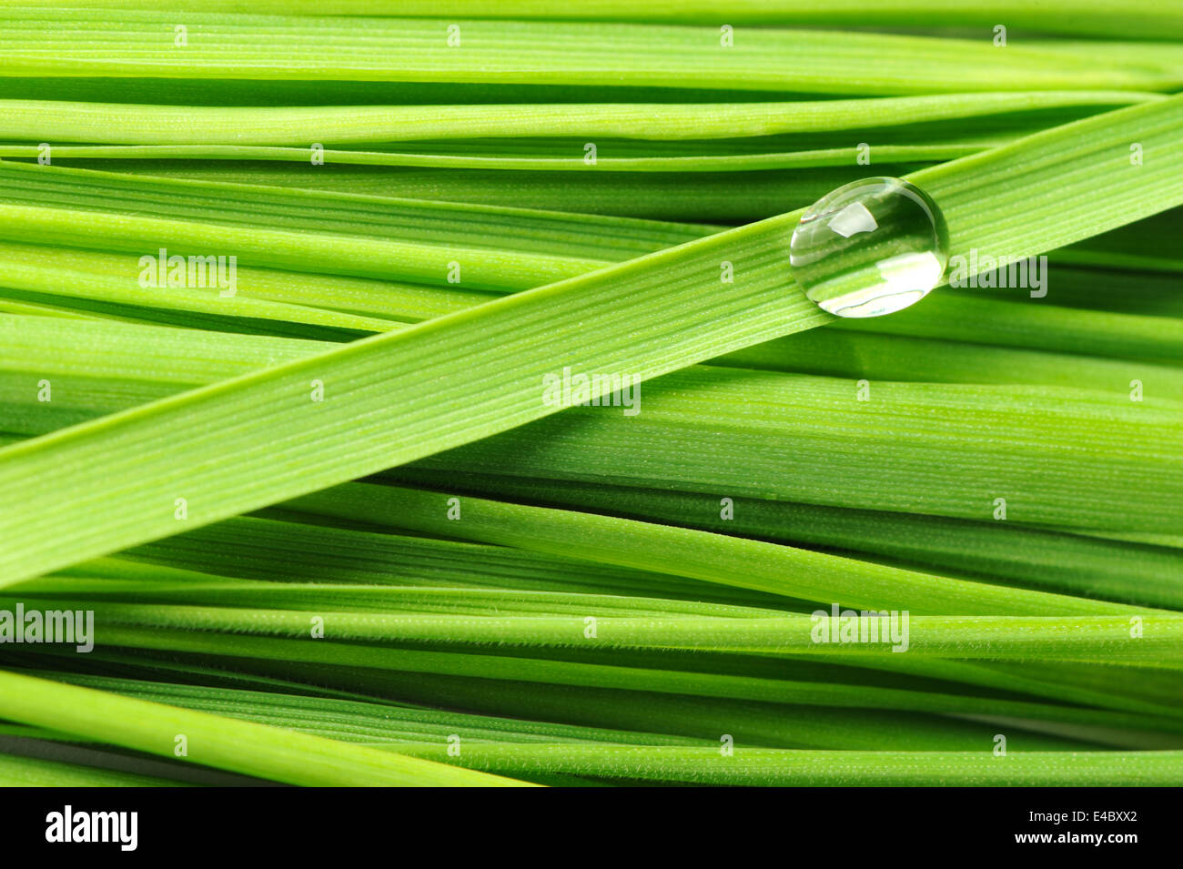 Drops on a grass Stock Photo - Alamy
