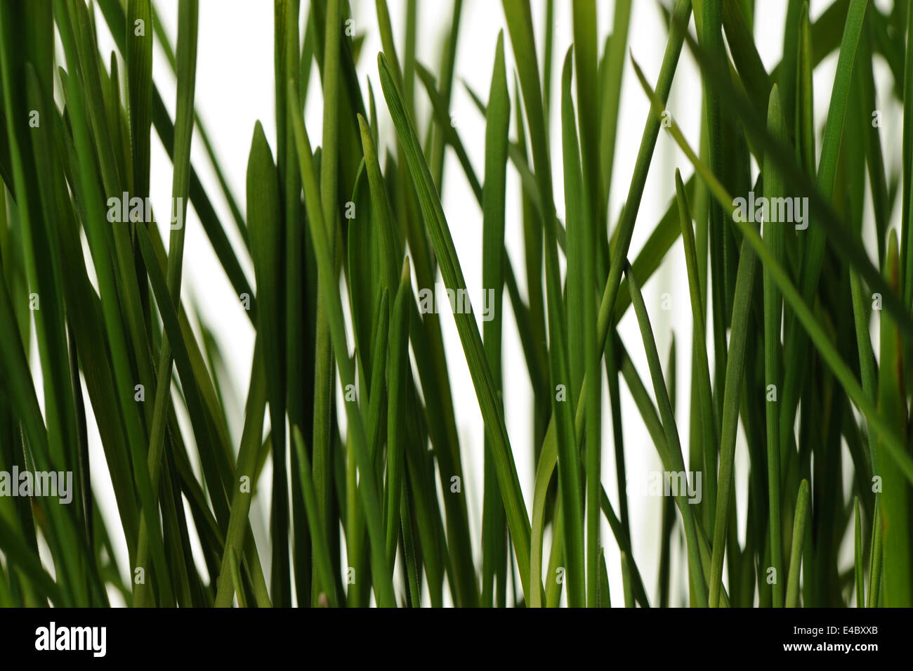 grass is isolated Stock Photo - Alamy