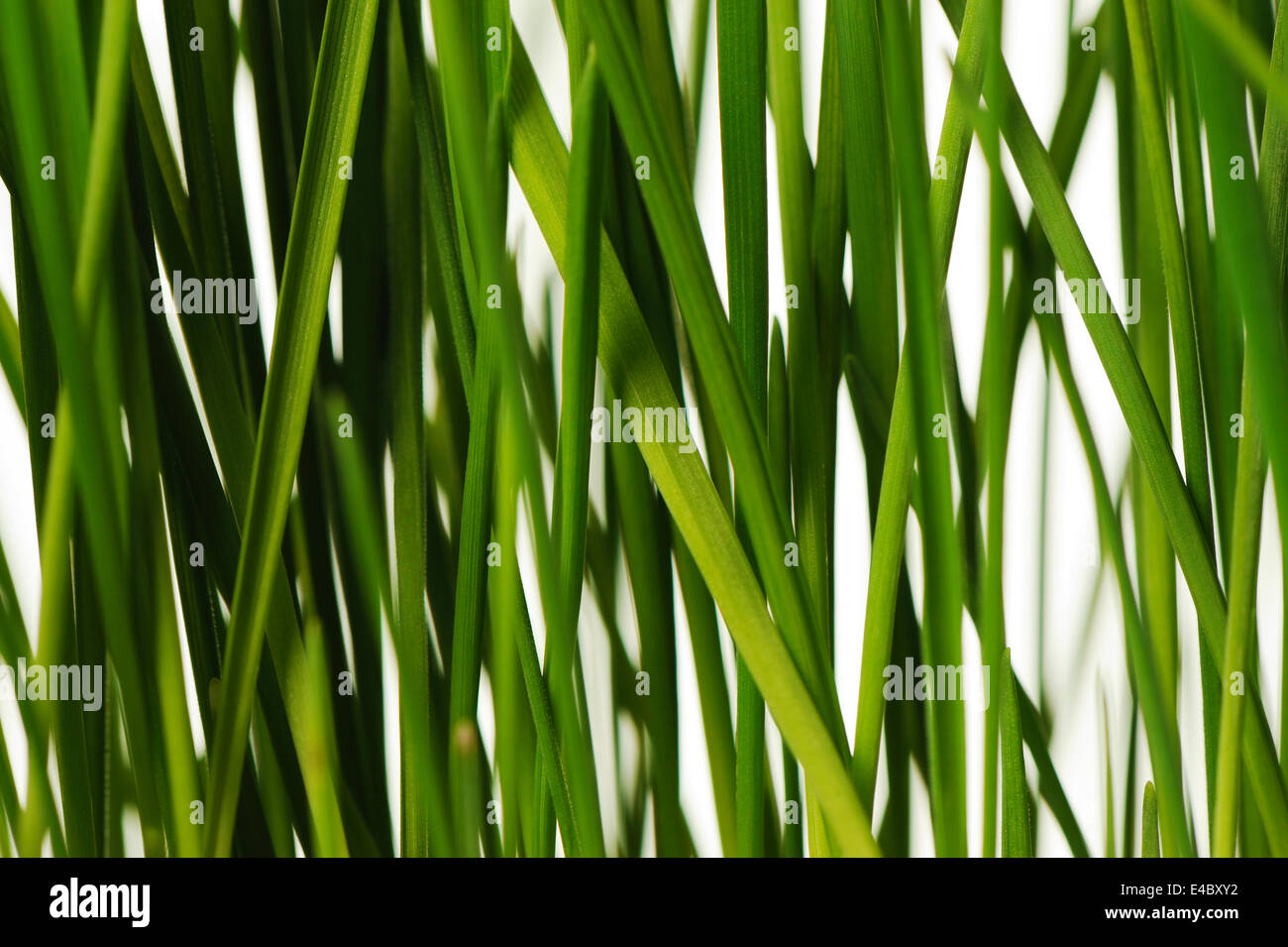 grass is isolated Stock Photo - Alamy