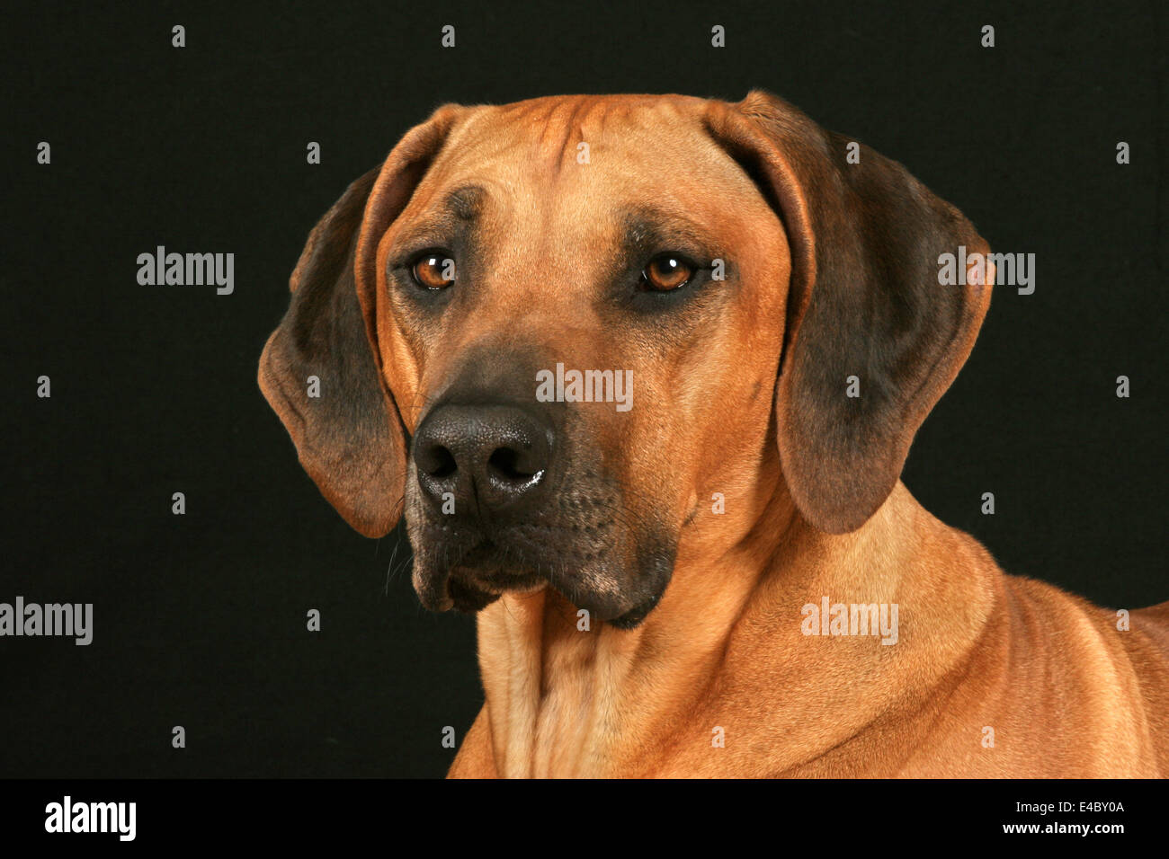 Rhodesian Ridgeback Portrait Stock Photo - Alamy