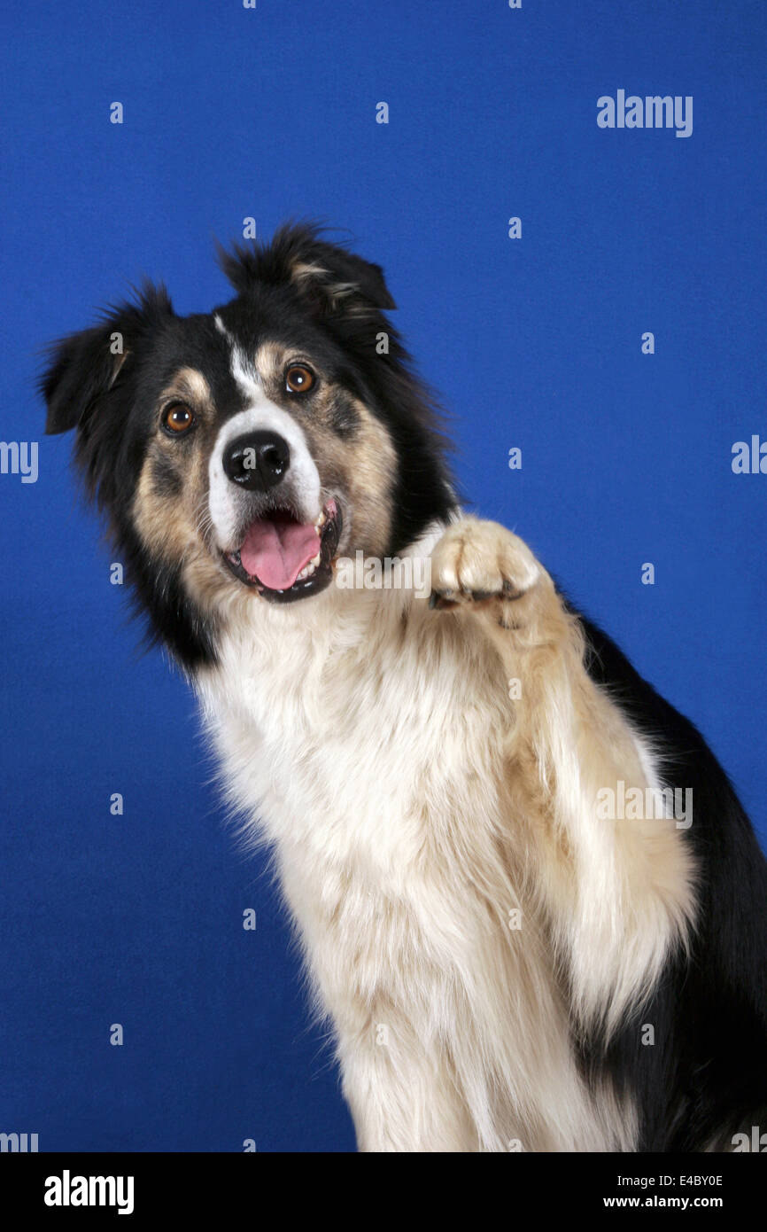 Border Collie giving paw Stock Photo - Alamy