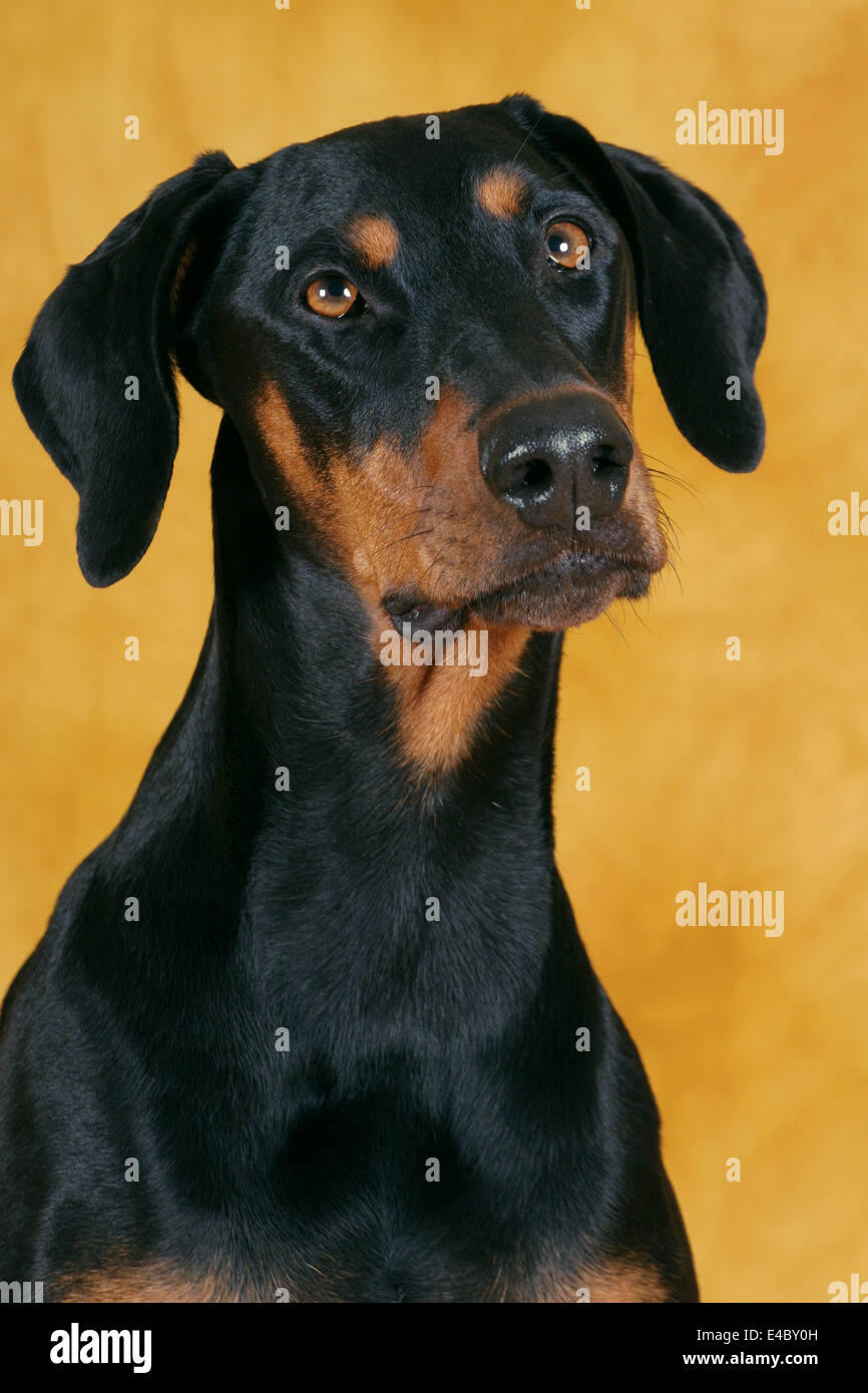 Doberman Pinscher Portrait Stock Photo - Alamy