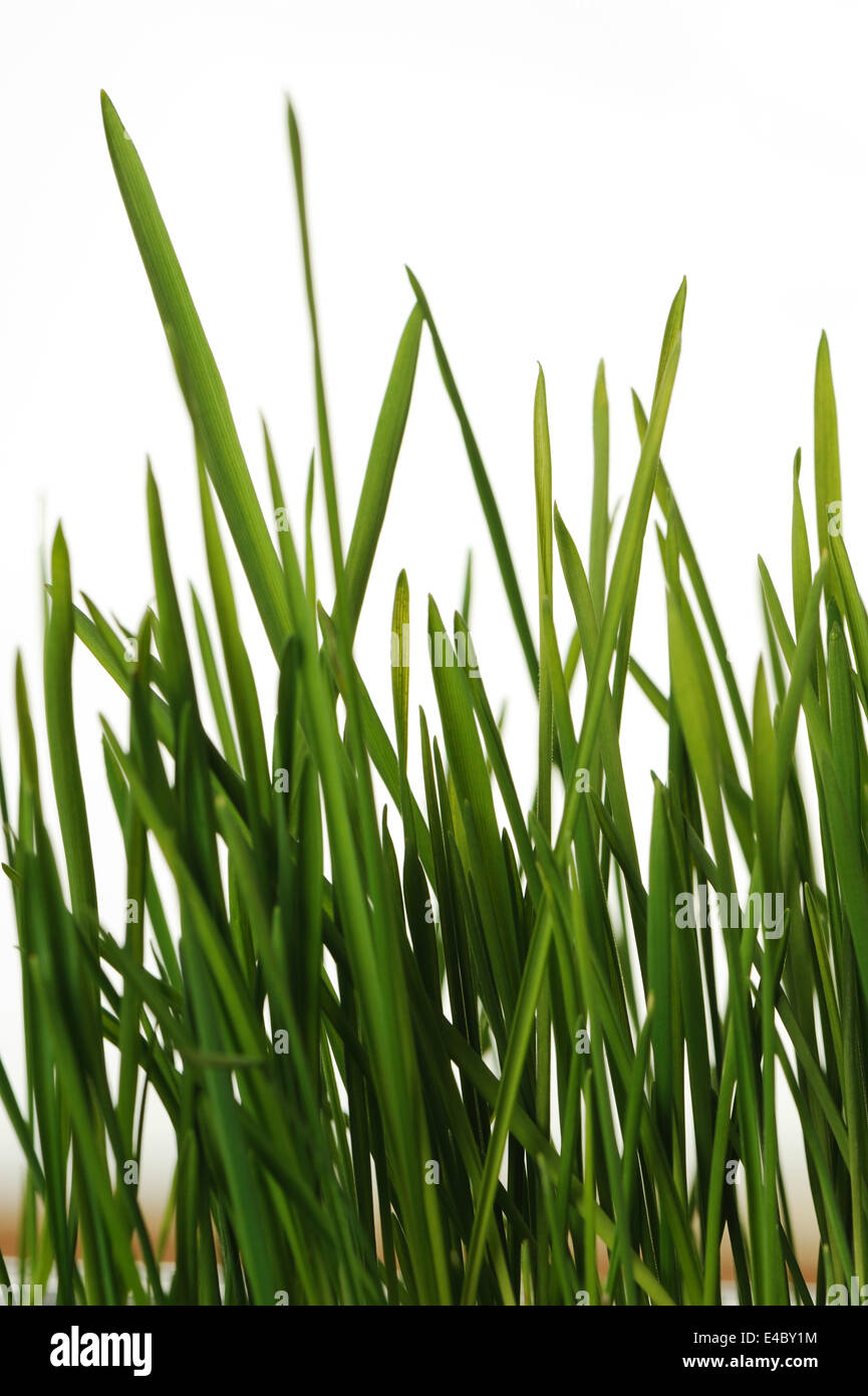 Garden lawn long grass border hi-res stock photography and images - Alamy