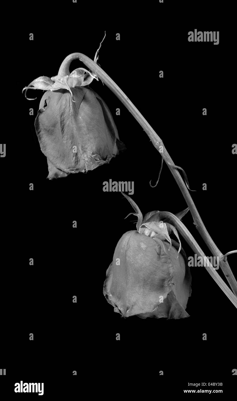 Rose stem two hi-res stock photography and images - Alamy