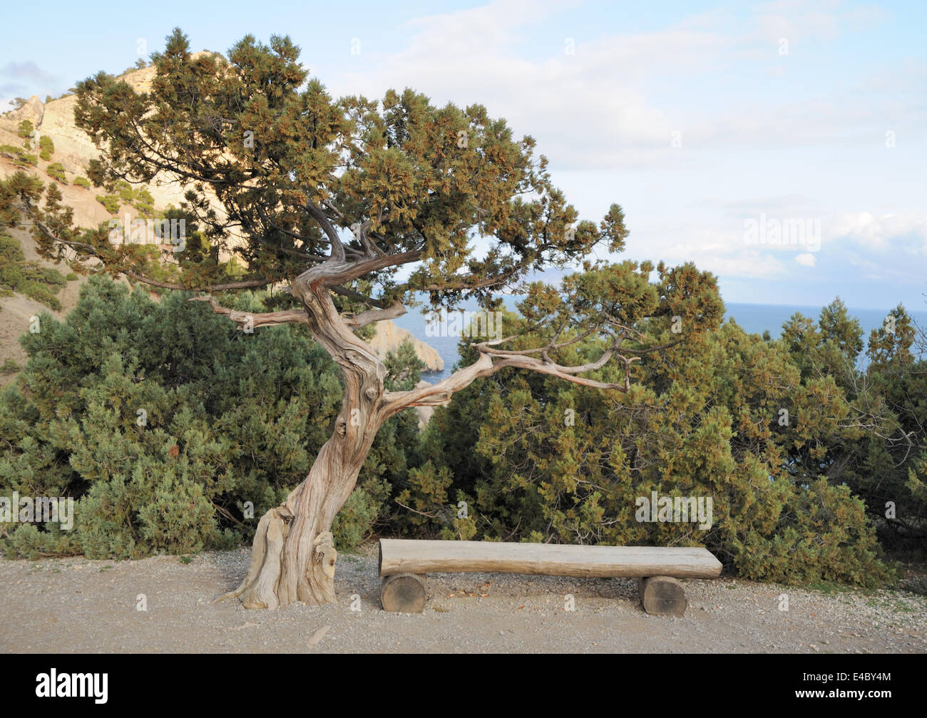 Junipers hi-res stock photography and images - Alamy