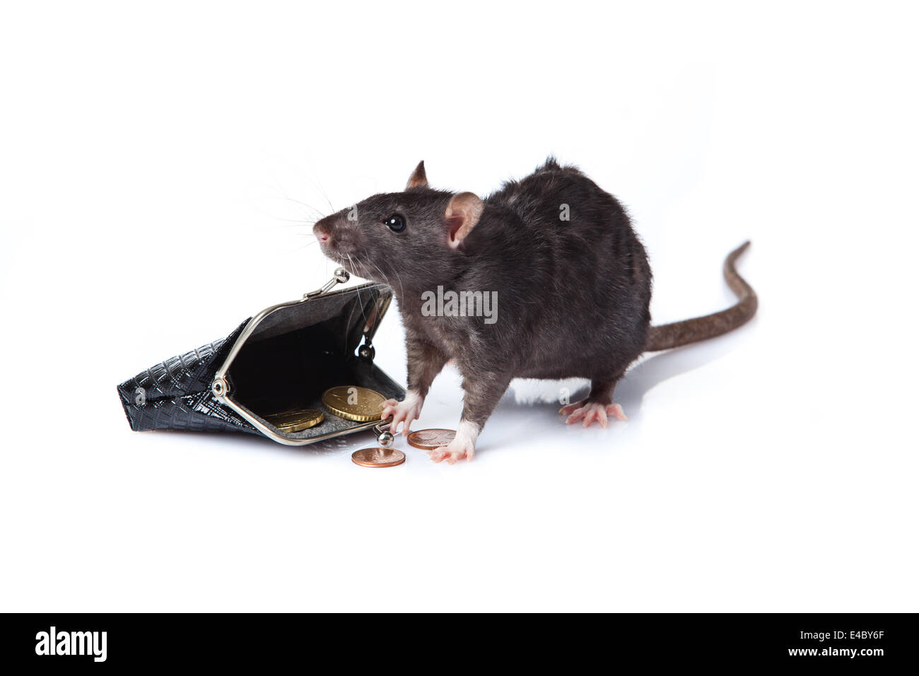 Smart rat hi-res stock photography and images - Alamy