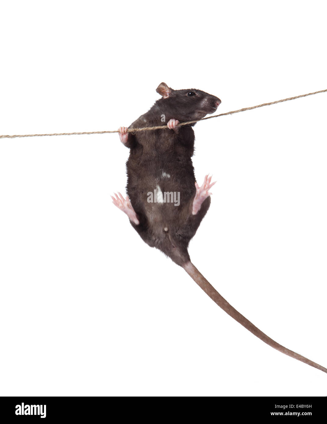 a rat crawling on a rope Stock Photo - Alamy