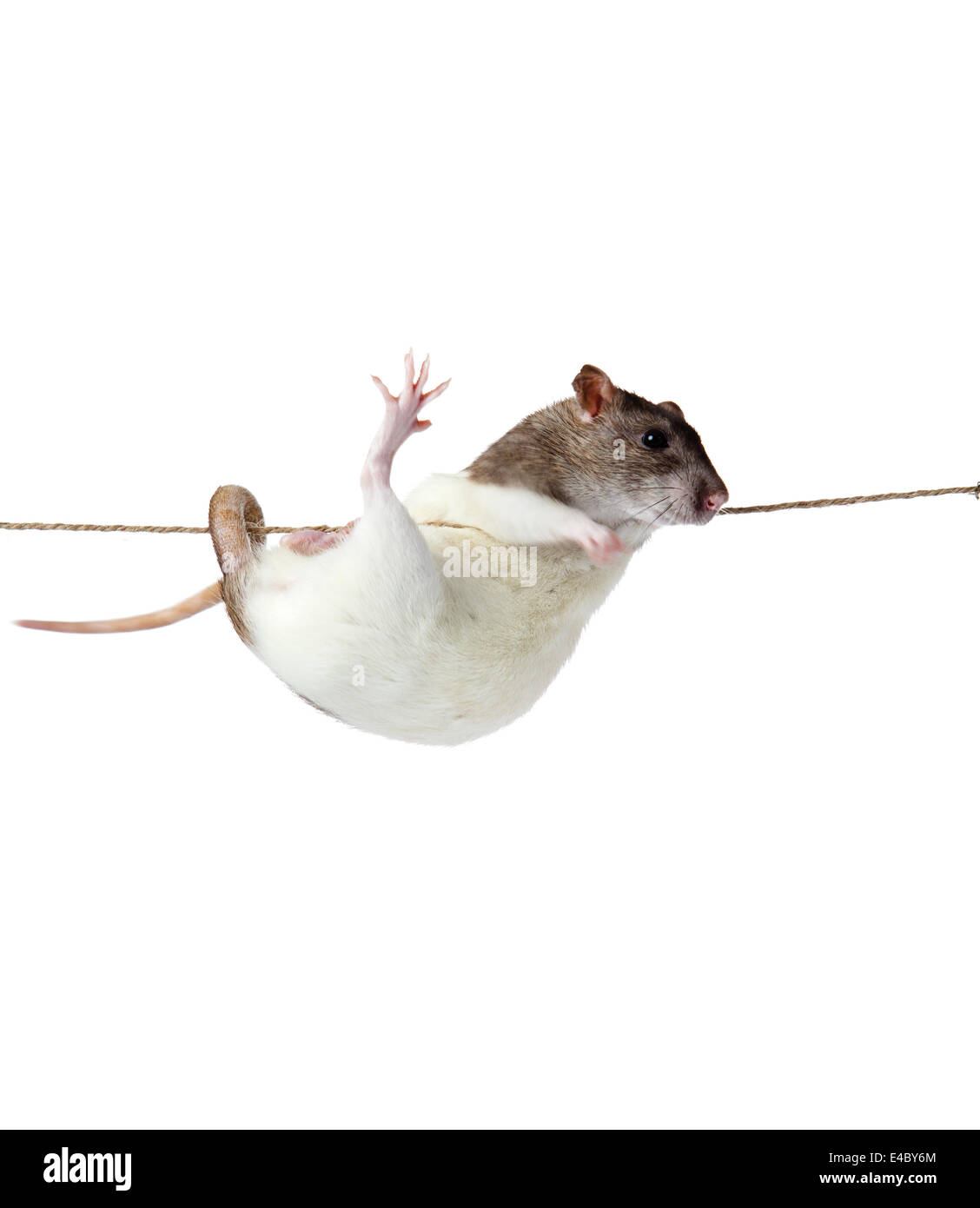 Rope clutch hi-res stock photography and images - Alamy