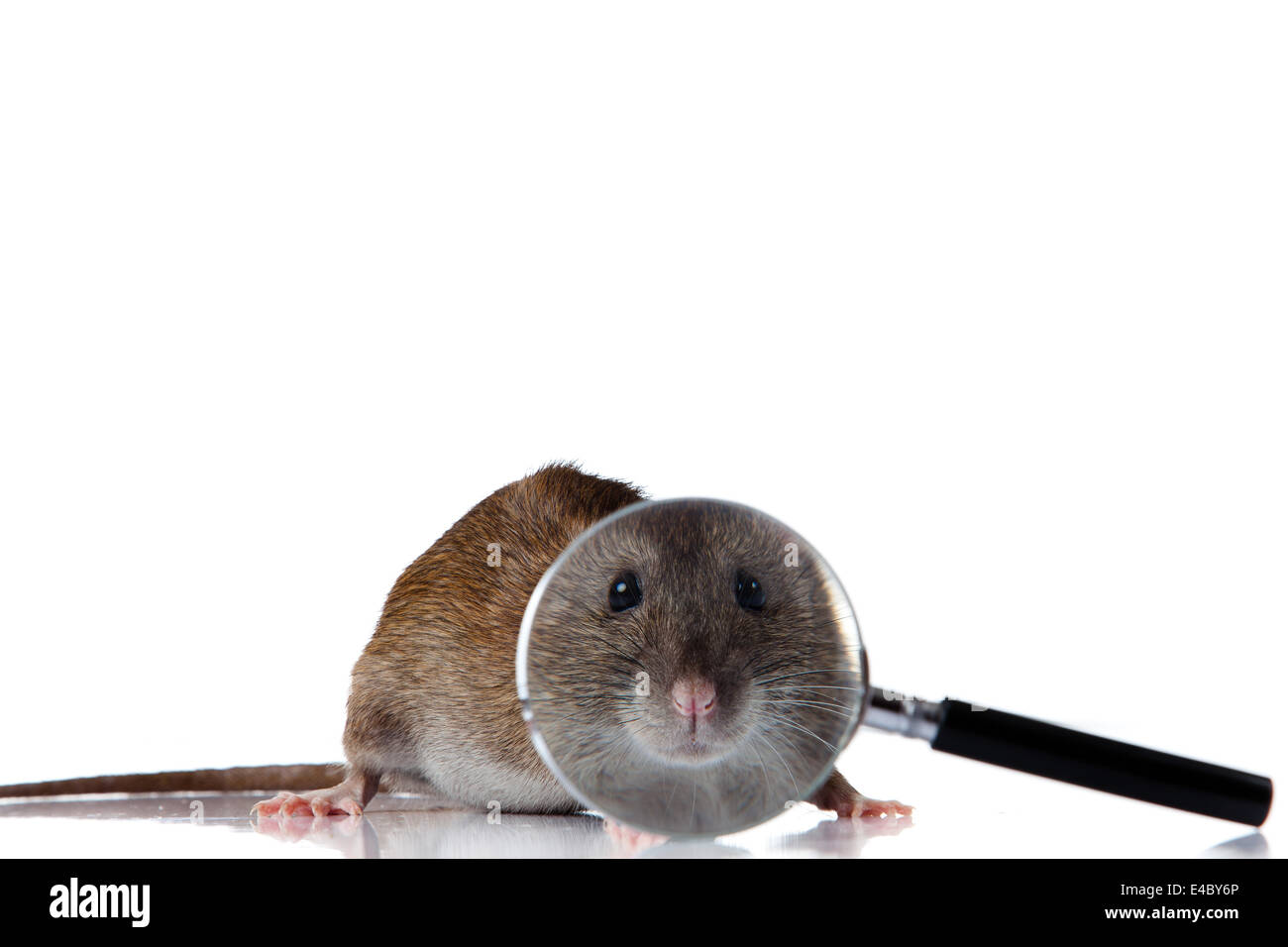 Rat looks through a magnifying glass Stock Photo - Alamy