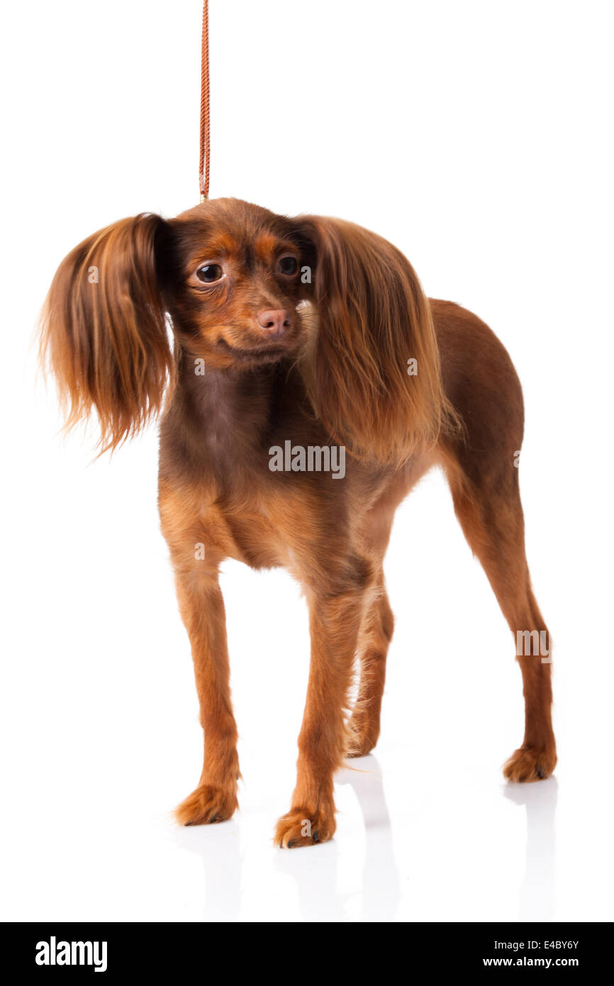 Toy fox terrier hi-res stock photography and images - Alamy