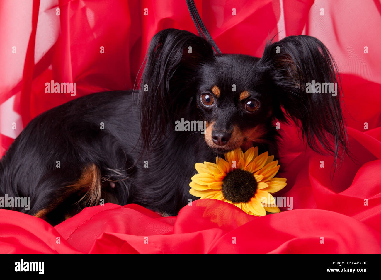 Russian toy terrier dog Stock Photo - Alamy