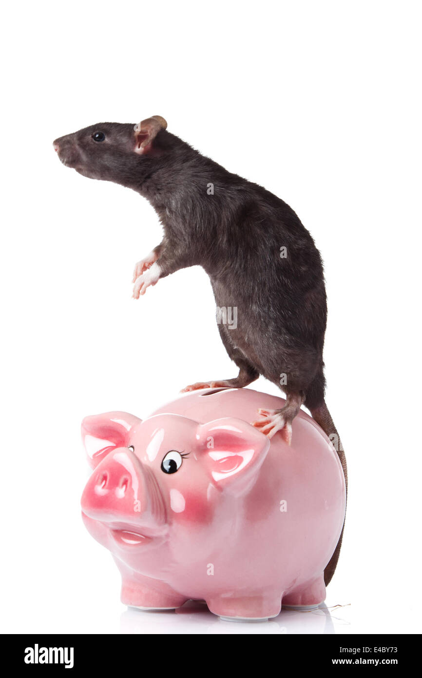 Still life isolat hi-res stock photography and images - Alamy