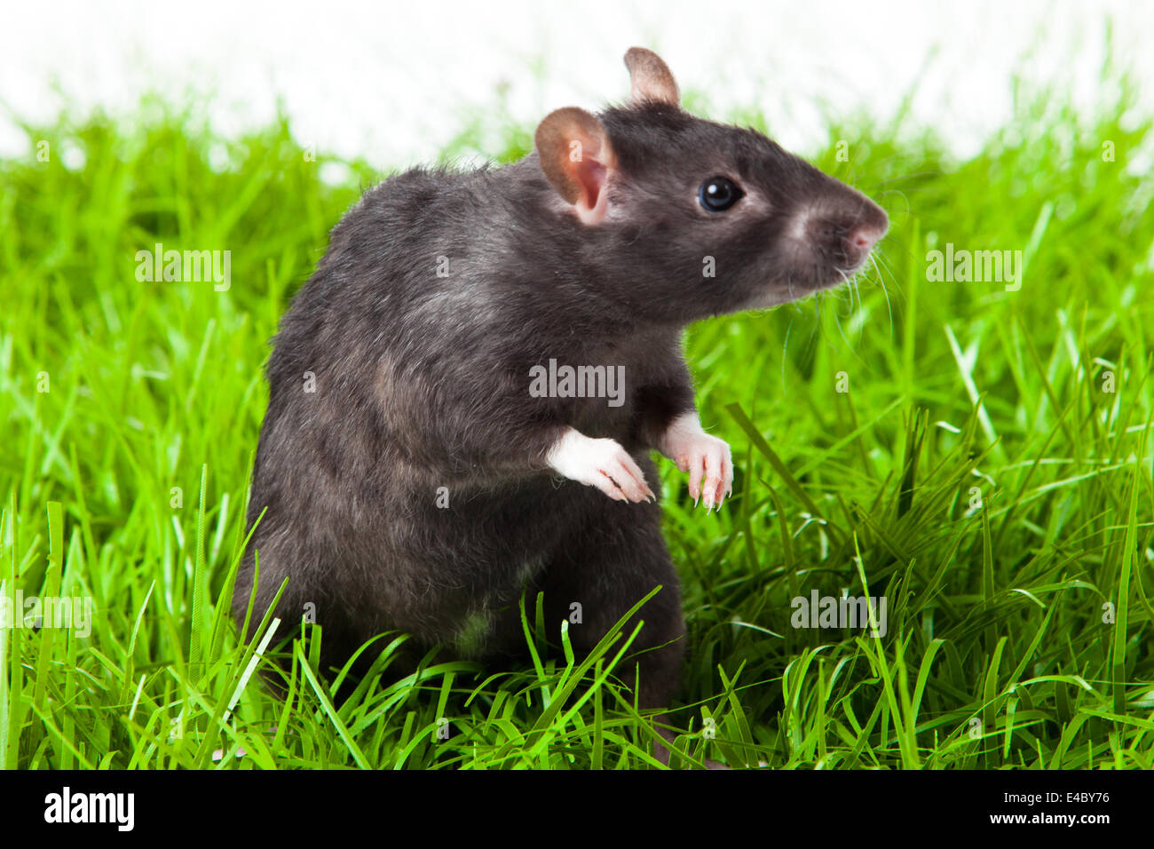Rat on green grass. isolated Stock Photo - Alamy