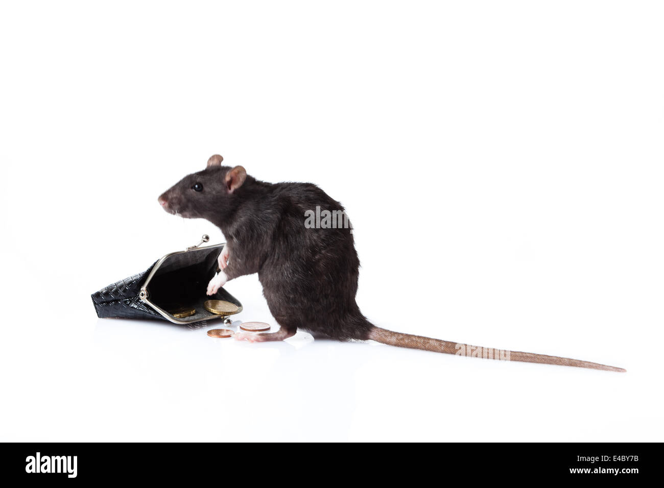 Rats Cut Out Stock Images & Pictures - Alamy