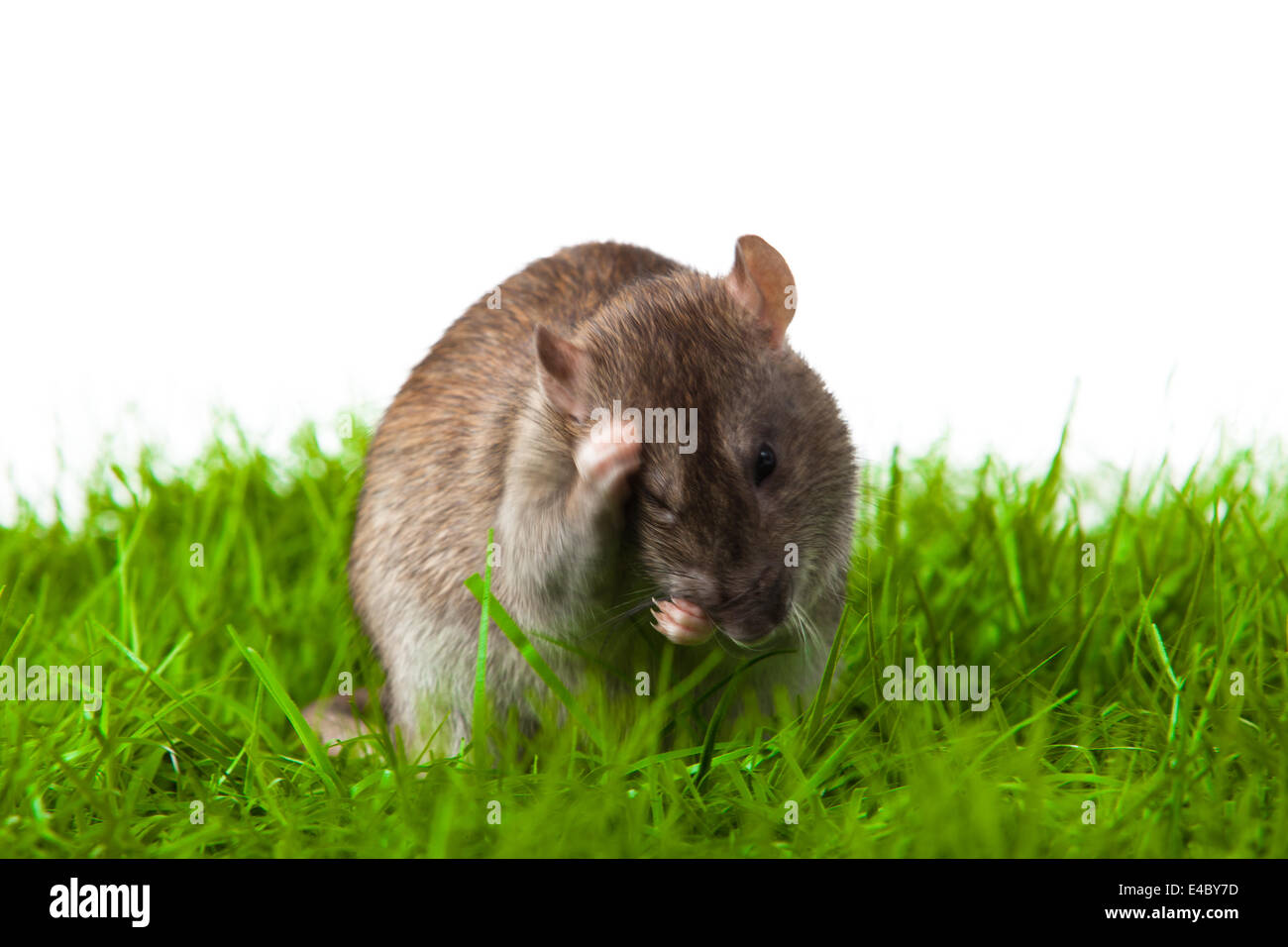 Rat on green grass. isolated Stock Photo - Alamy
