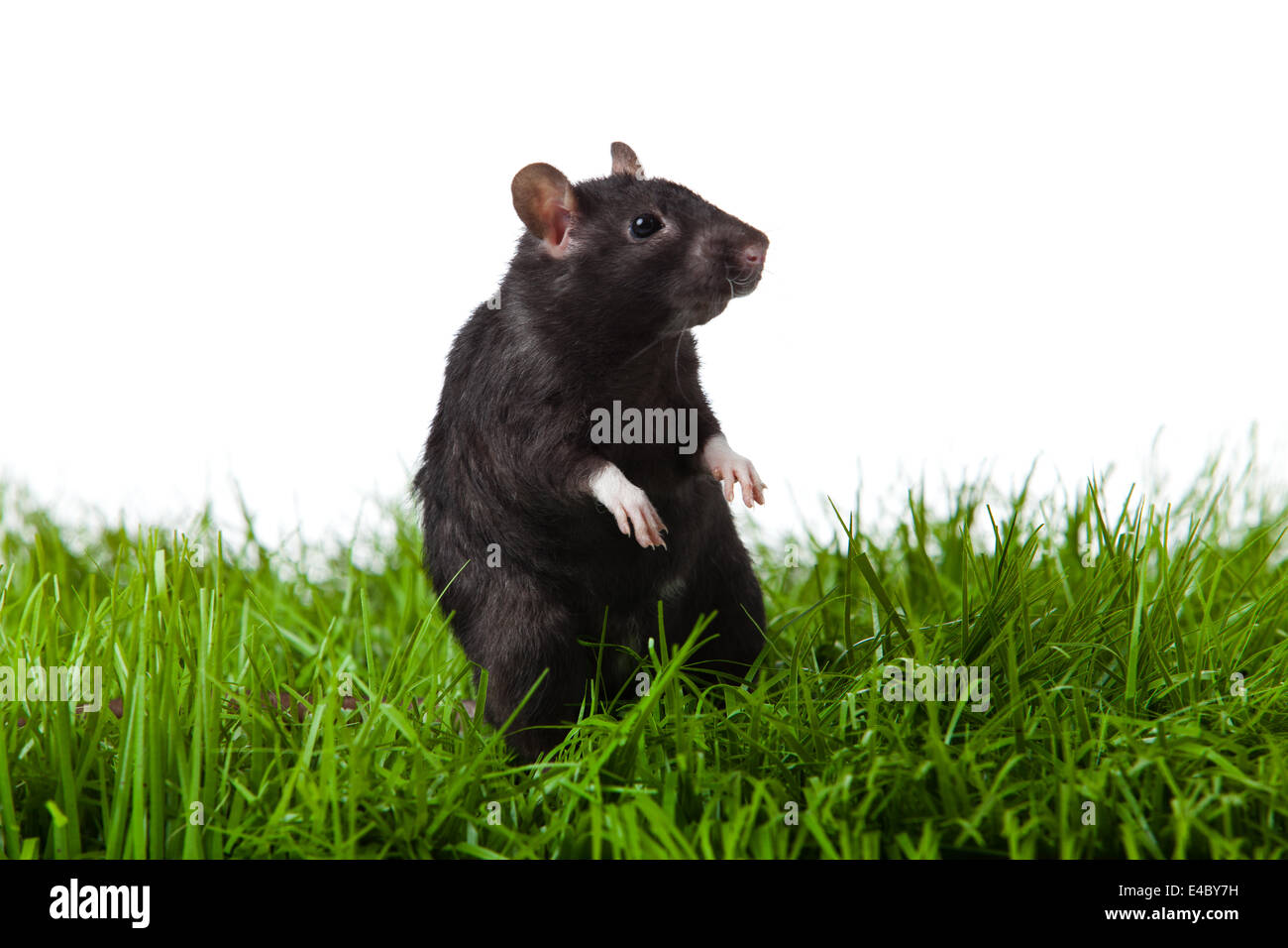 Husky rat hi-res stock photography and images - Alamy