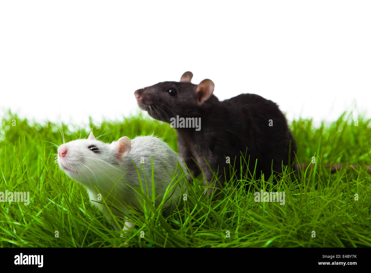 Field rats hi-res stock photography and images - Alamy