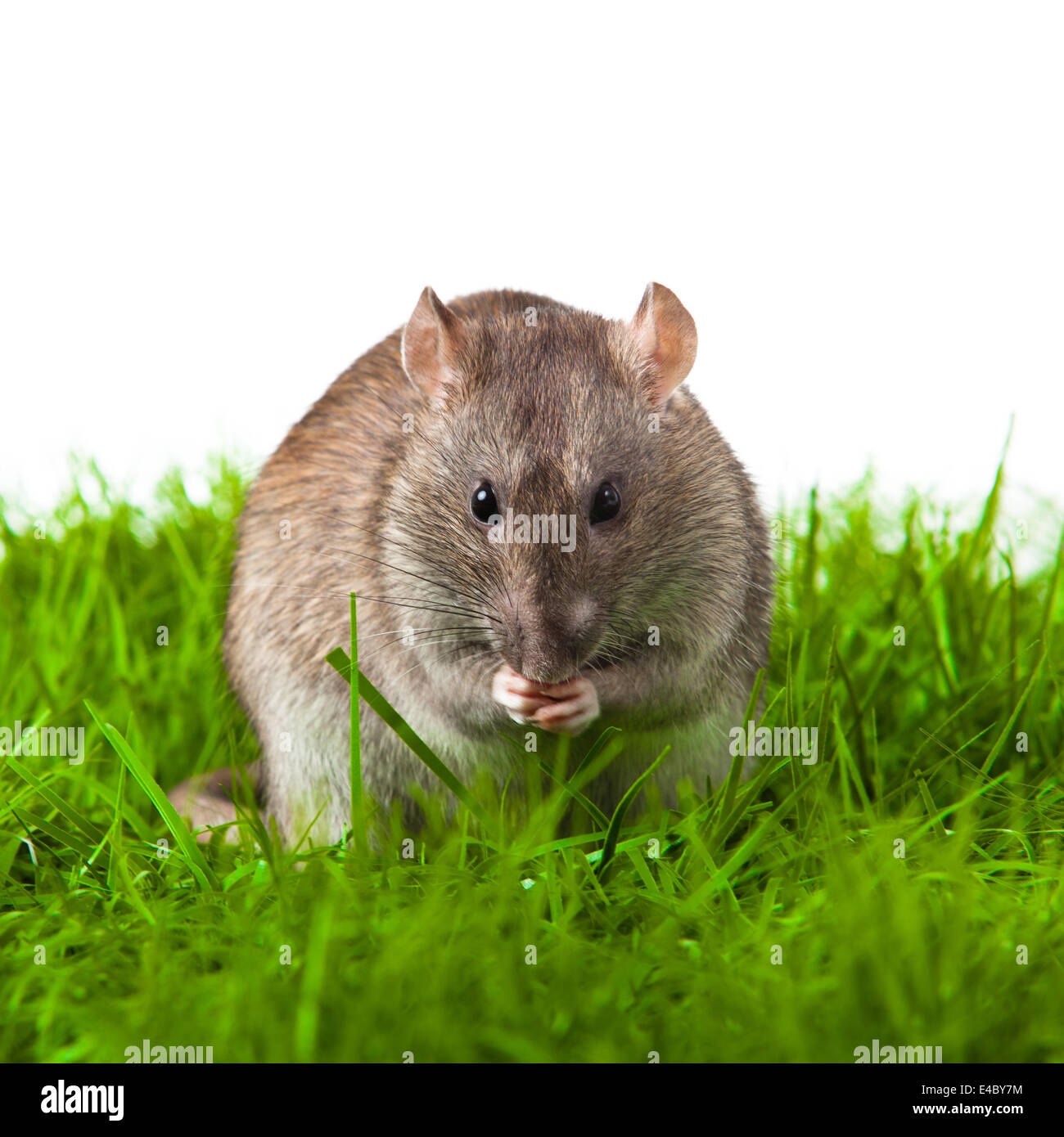 Husky rat hi-res stock photography and images - Alamy