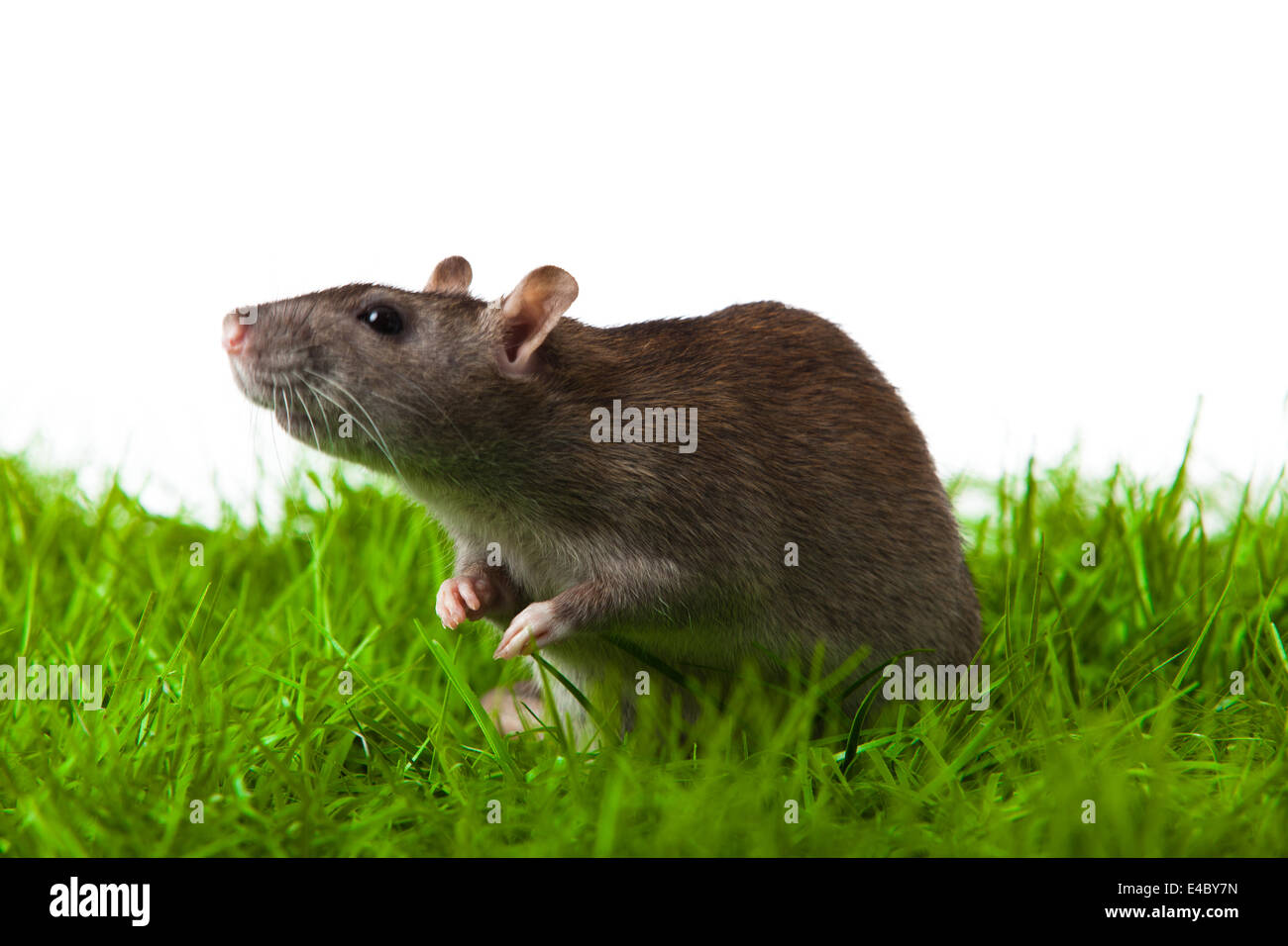 Fluffy young rat hi-res stock photography and images - Alamy