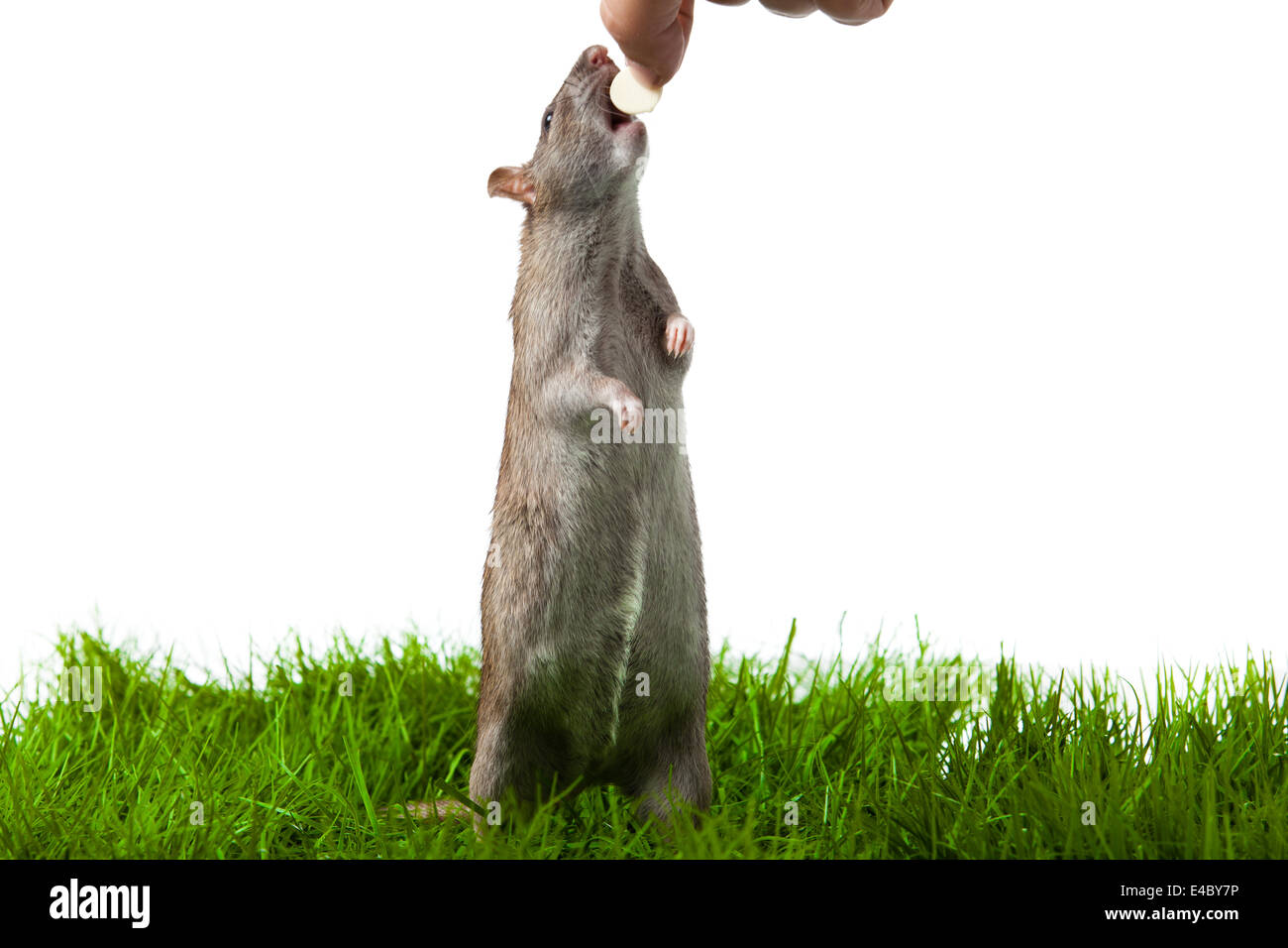 Young rat landscape hi-res stock photography and images - Alamy
