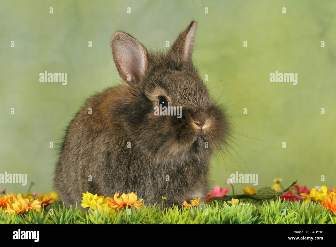 Pygmy flower hi-res stock photography and images - Alamy