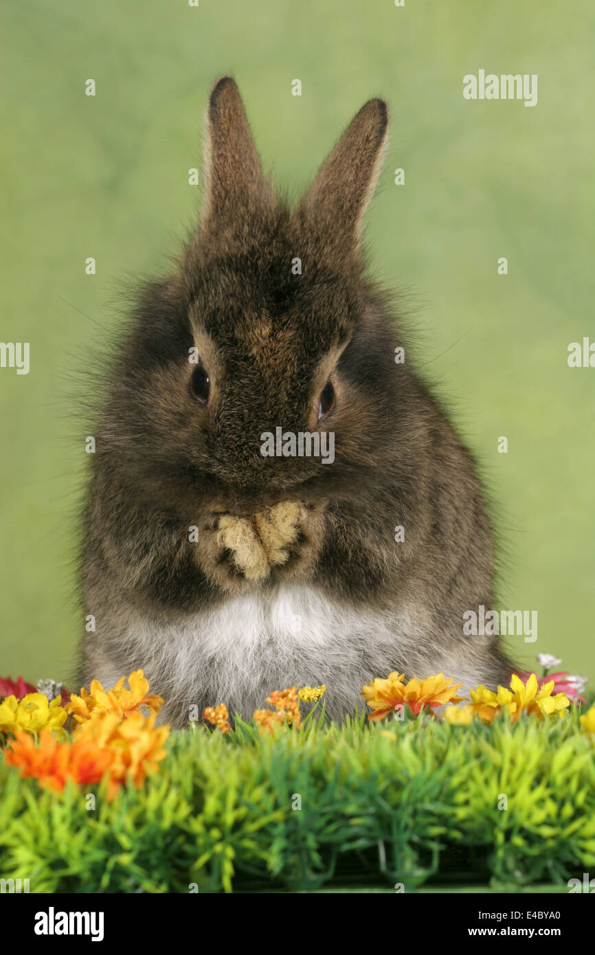 Bunny grooming hi-res stock photography and images - Alamy