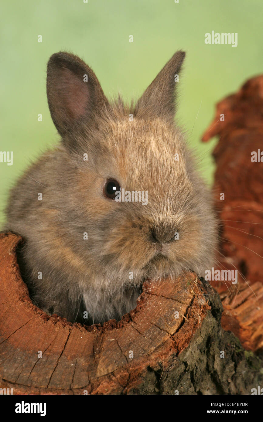 Animals bunny pygmy rabbit hi-res stock photography and images - Alamy