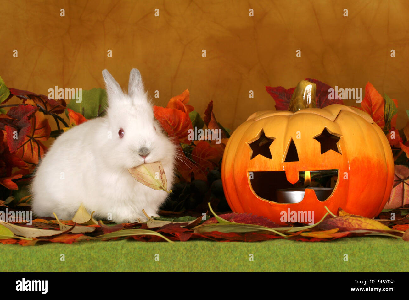 Halloween bunny hi-res stock photography and images - Alamy