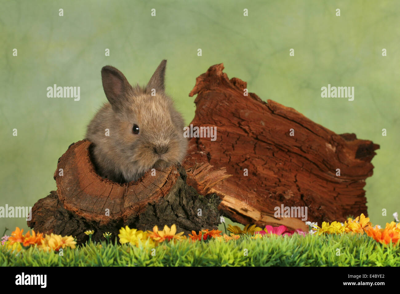 Pygmy flower hi-res stock photography and images - Alamy