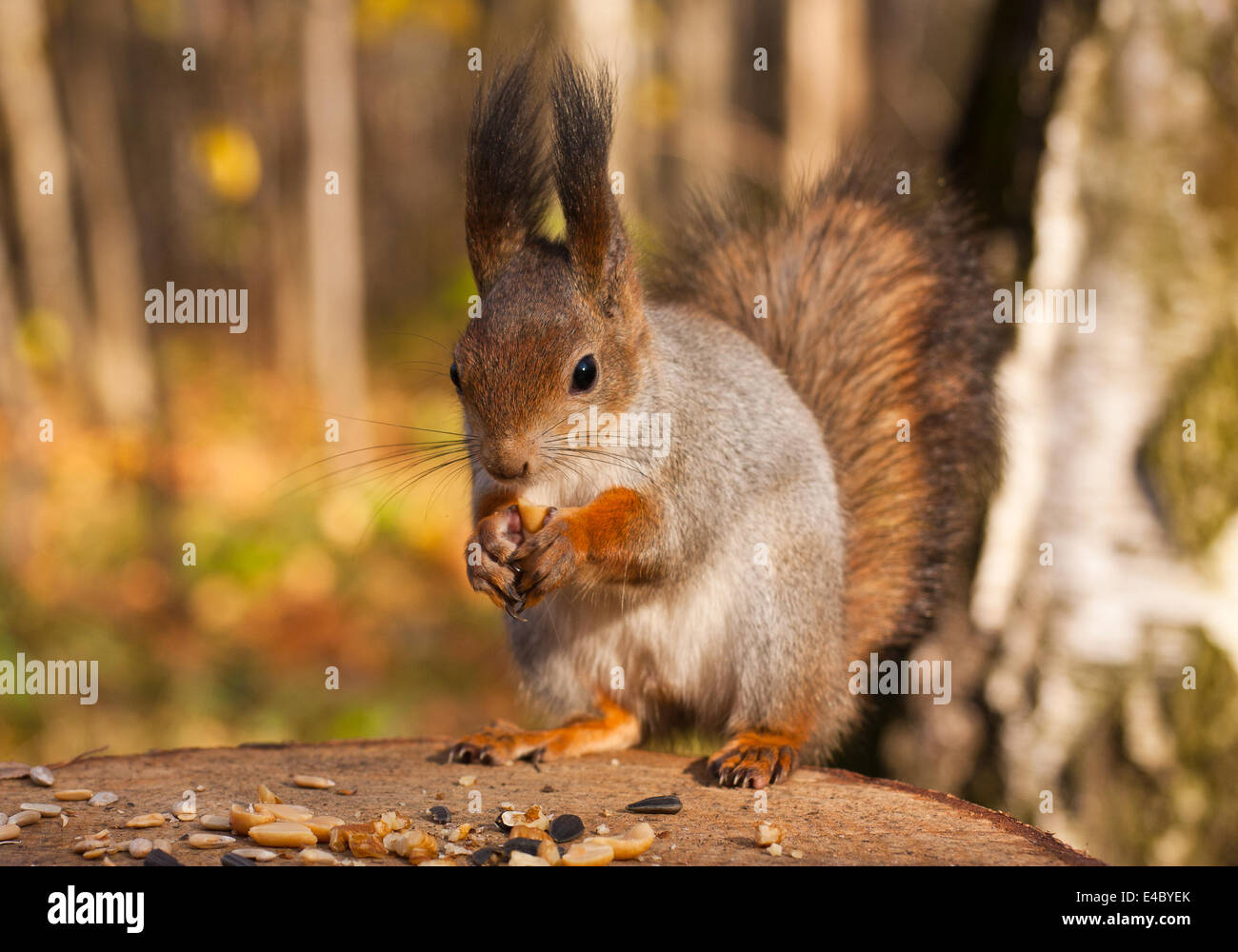 Red eurasian squirrel Stock Photo - Alamy