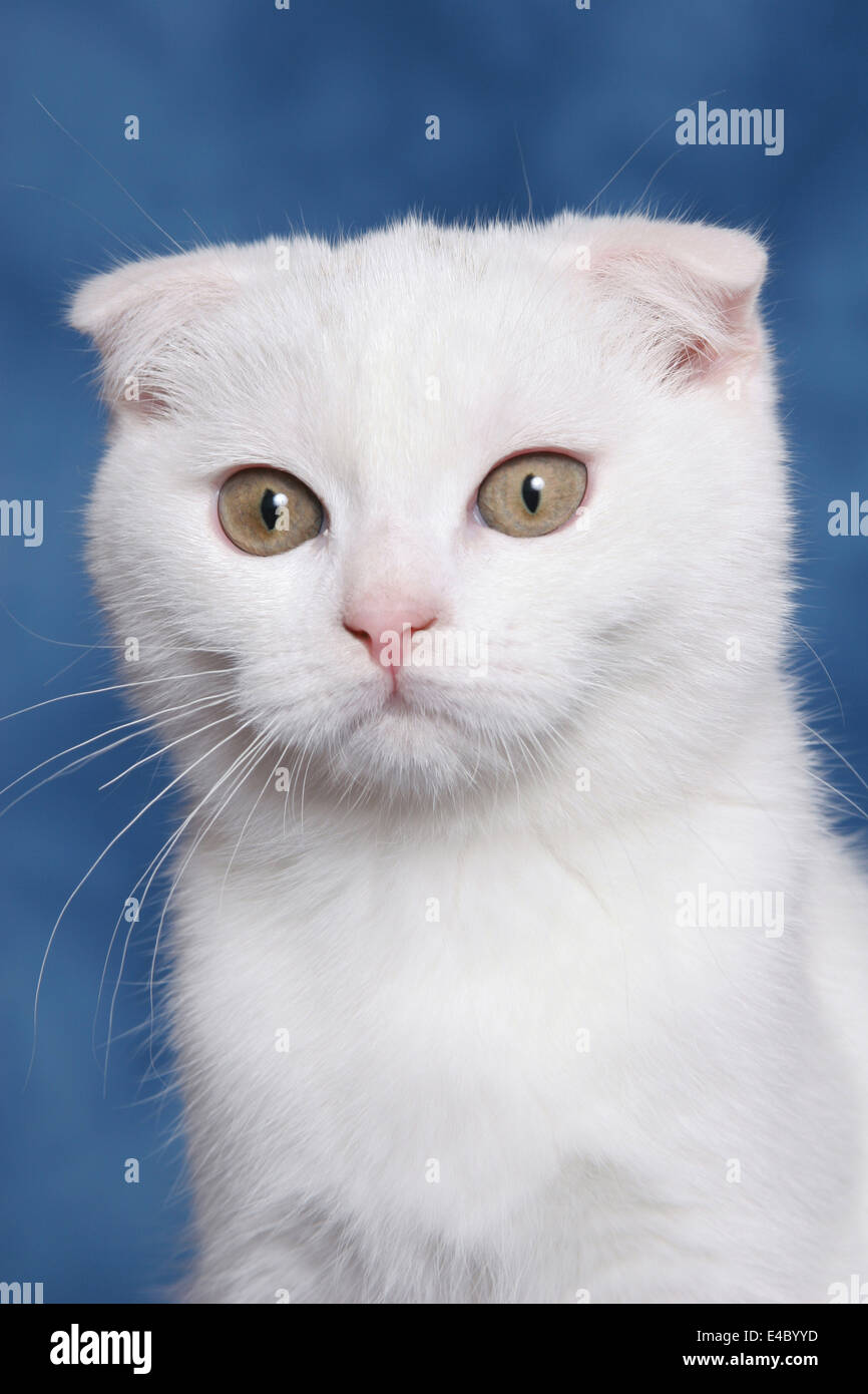 Scottish folds cat hi-res stock photography and images - Alamy