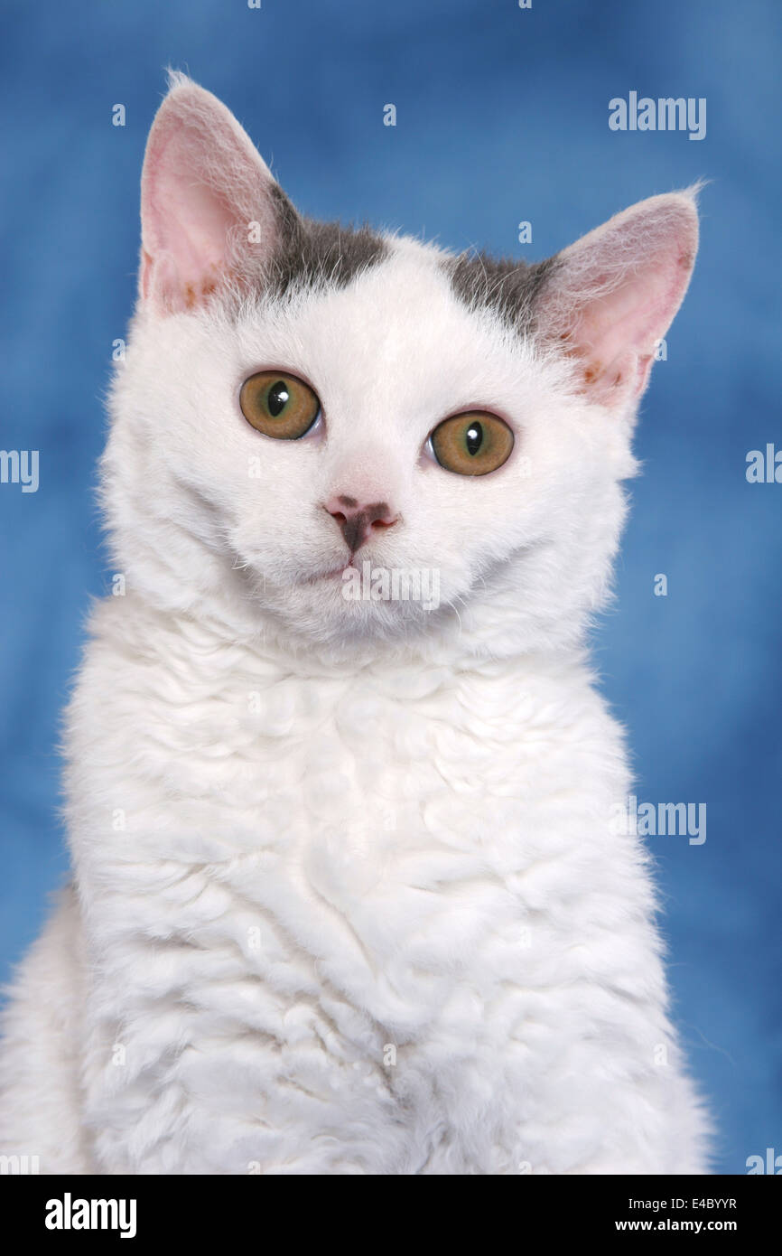 Selkirk Rex Portrait Stock Photo - Alamy