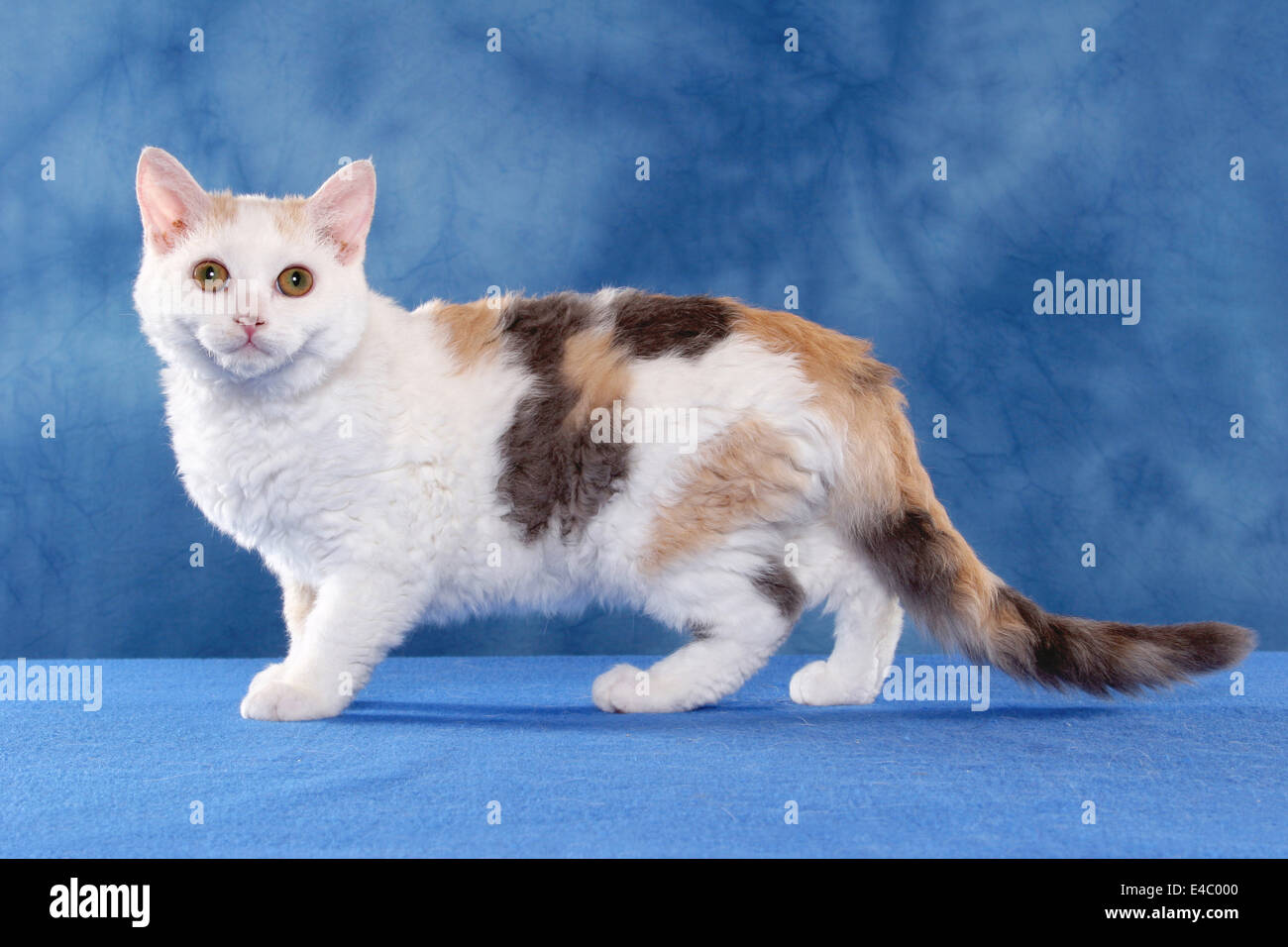 Blue rex hi-res stock photography and images - Alamy