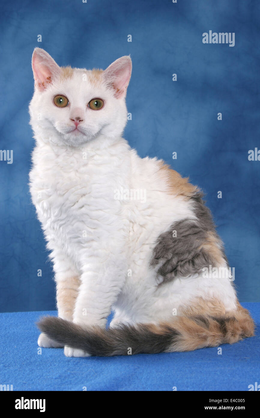 sitting Selkirk Rex Stock Photo - Alamy