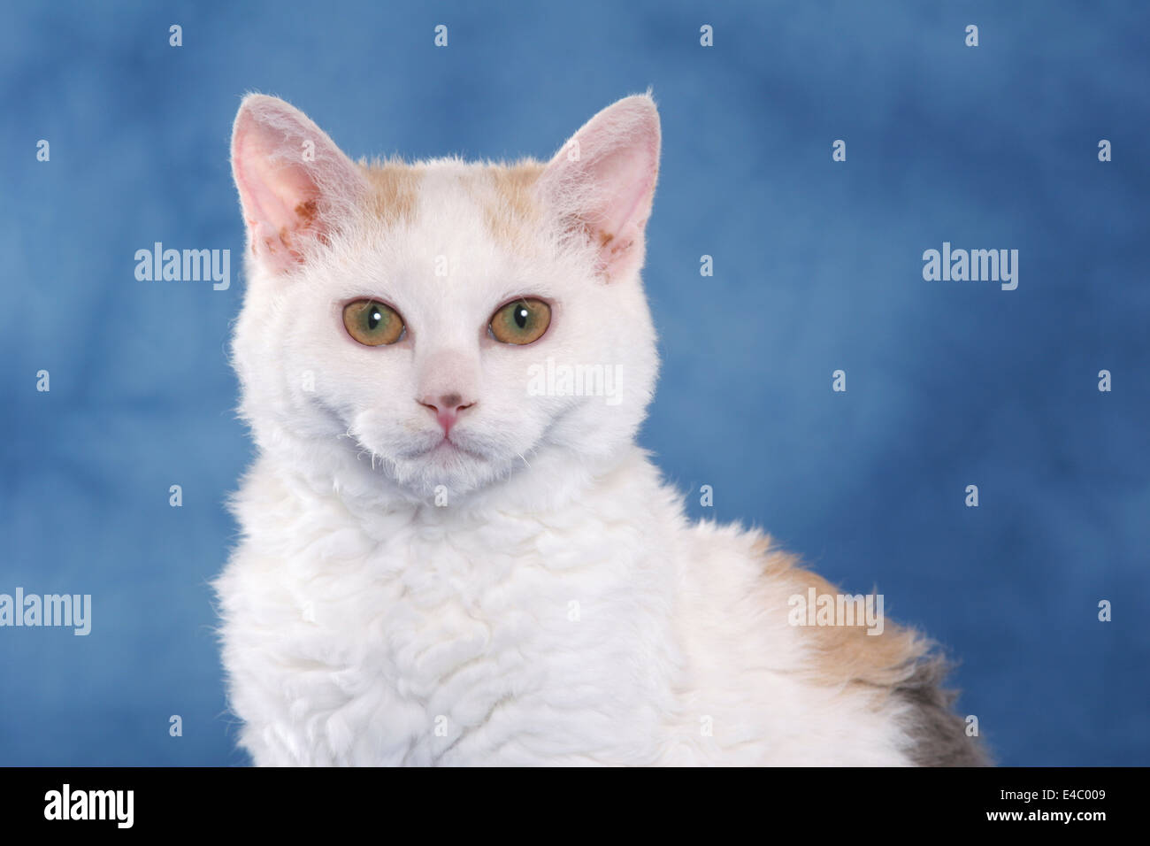 Selkirk Rex Portrait Stock Photo - Alamy