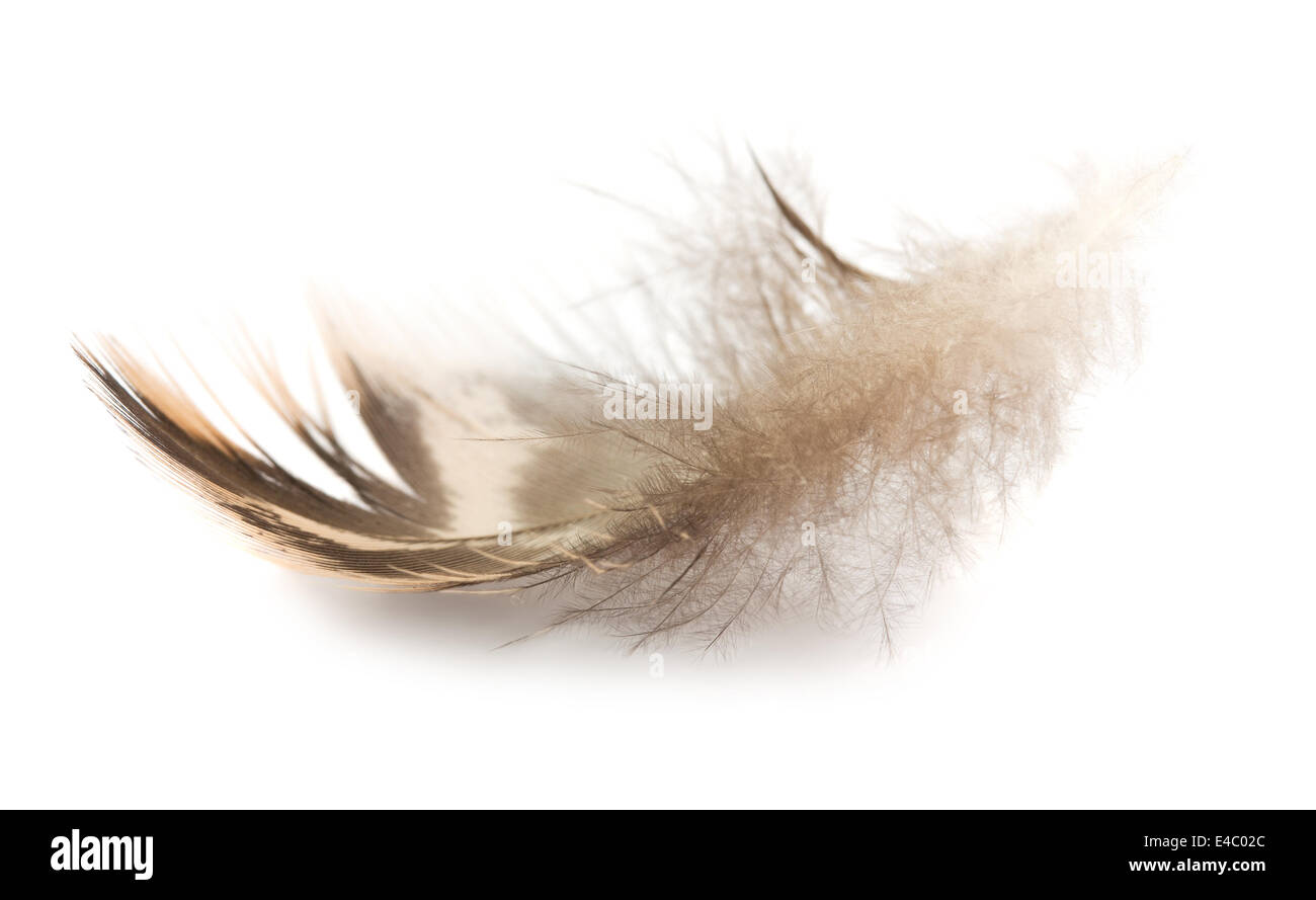 Light brown wings hi-res stock photography and images - Alamy