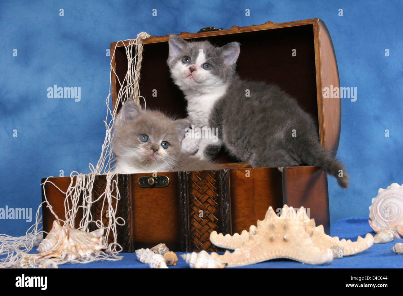 kitten in treasure chest Stock Photo - Alamy