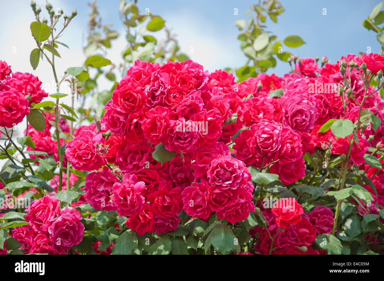 Rose bush hi-res stock photography and images - Alamy