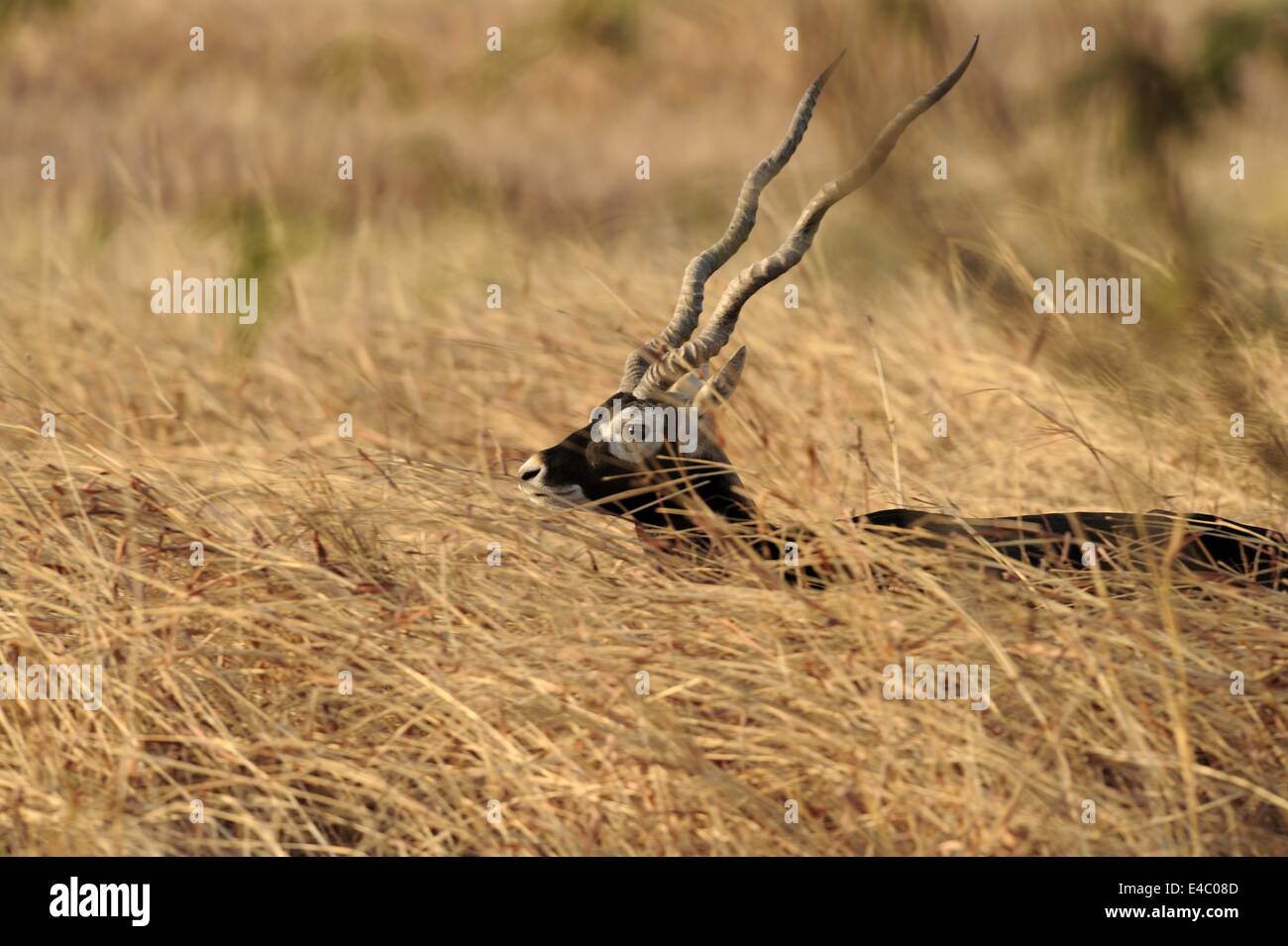 Blackbuck hi-res stock photography and images - Alamy