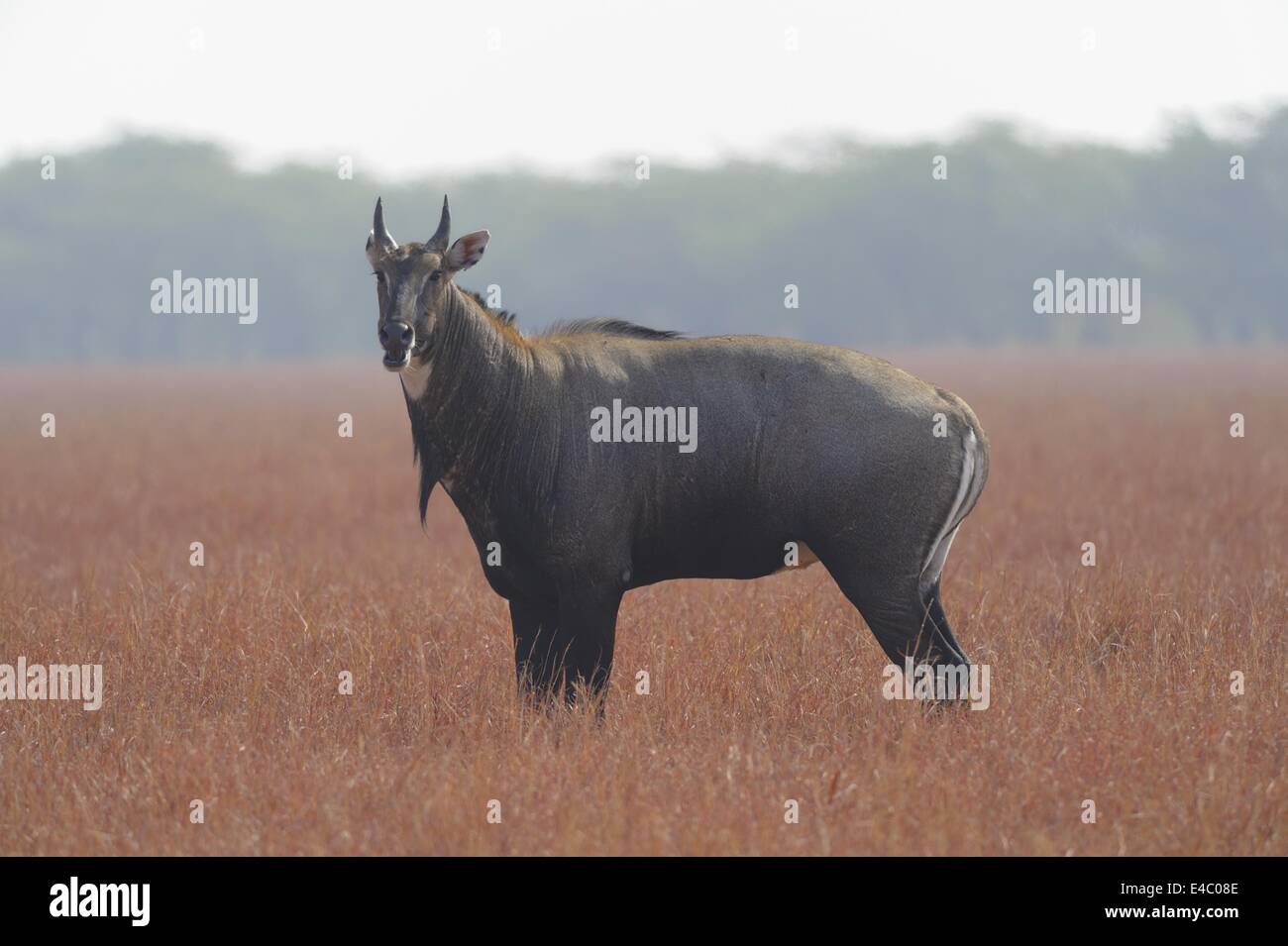 Nilgai hi-res stock photography and images - Alamy