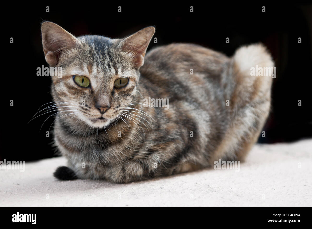 Masonry cat hi-res stock photography and images - Alamy