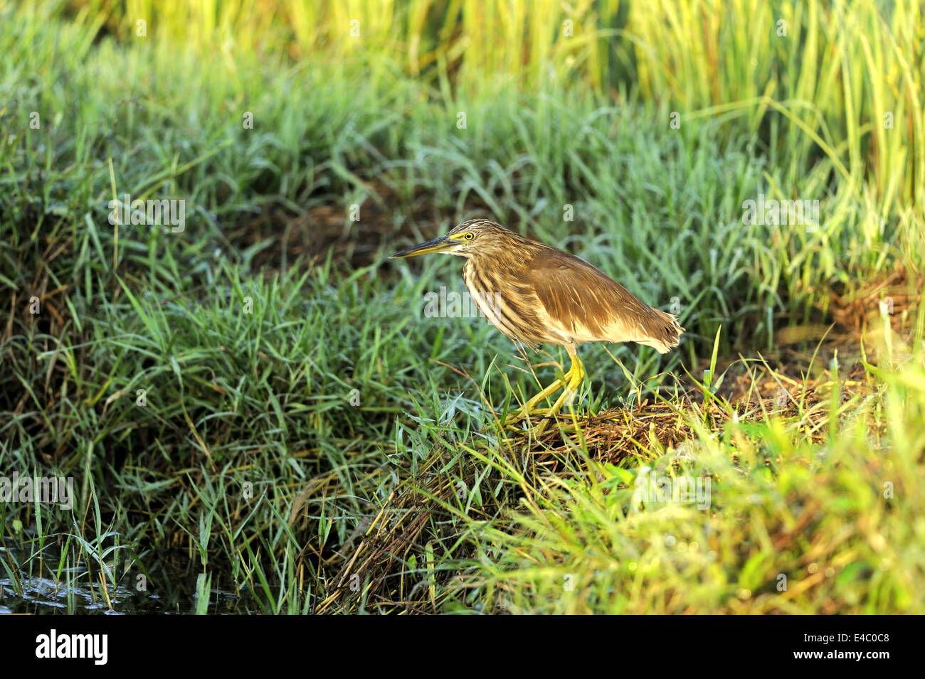 Indian pond hi-res stock photography and images - Alamy