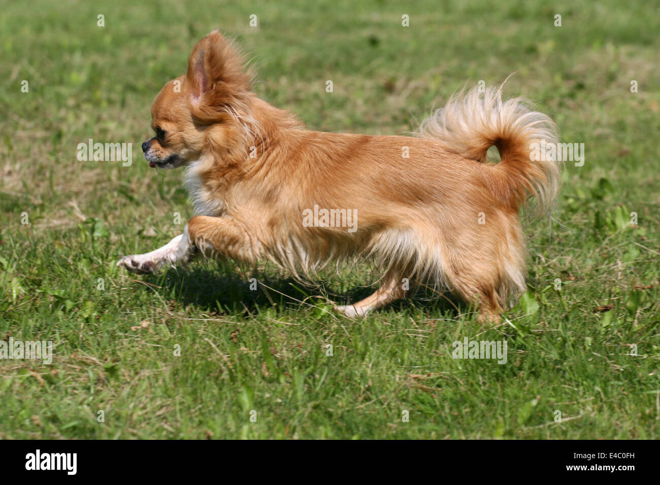Chihuahua dog running hi-res stock photography and images - Alamy