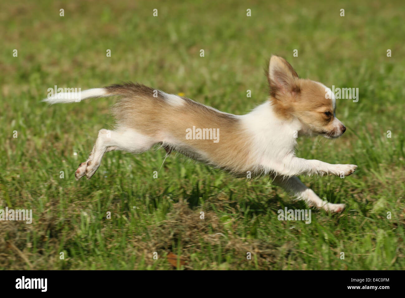Chihuahua running hi-res stock photography and images - Alamy