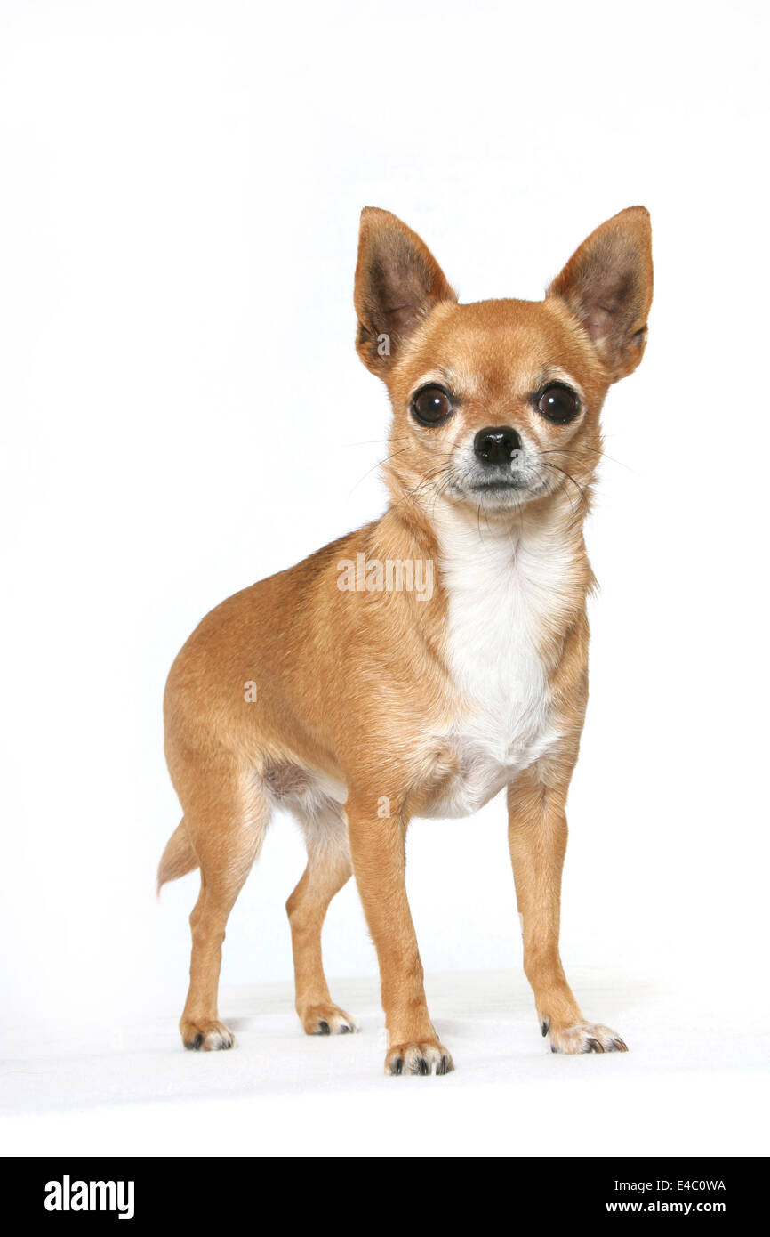 Domestic brown dog standing Cut Out Stock Images & Pictures - Alamy