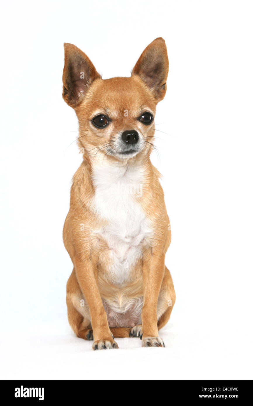 Short haired chihuahua Cut Out Stock Images & Pictures - Alamy