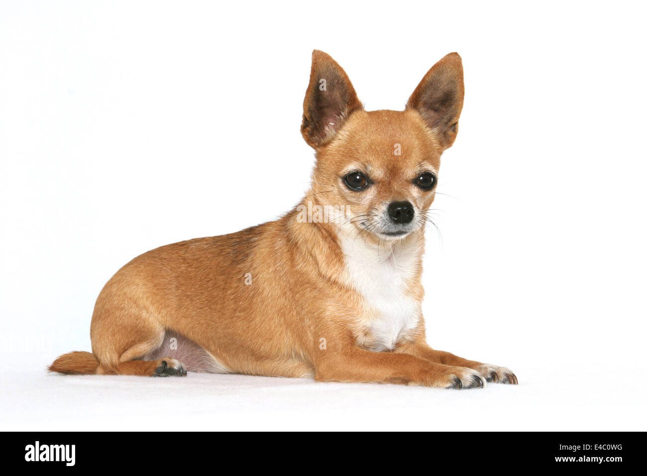 Short haired chihuahua Cut Out Stock Images & Pictures - Alamy