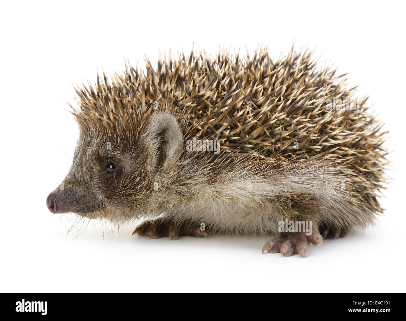 Hedgehog profile Cut Out Stock Images & Pictures - Alamy